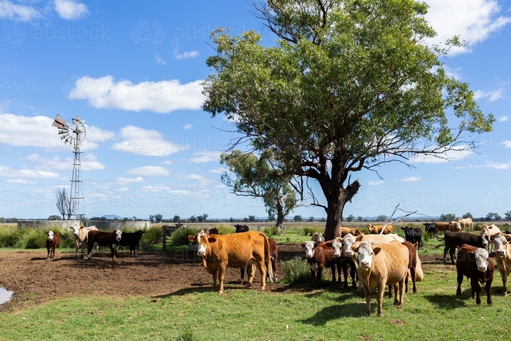 Image of Herd of beef cattle on sunlit australian farm with windmill ...