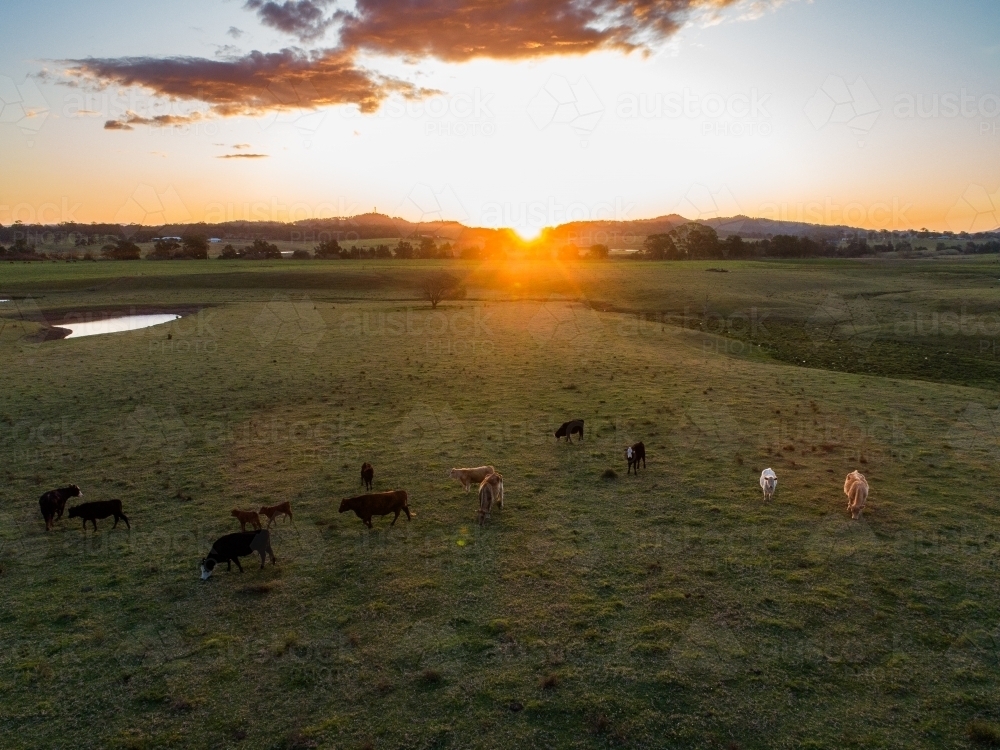 Image of Herd of beef cattle with calves in farm paddock at sunset seen ...