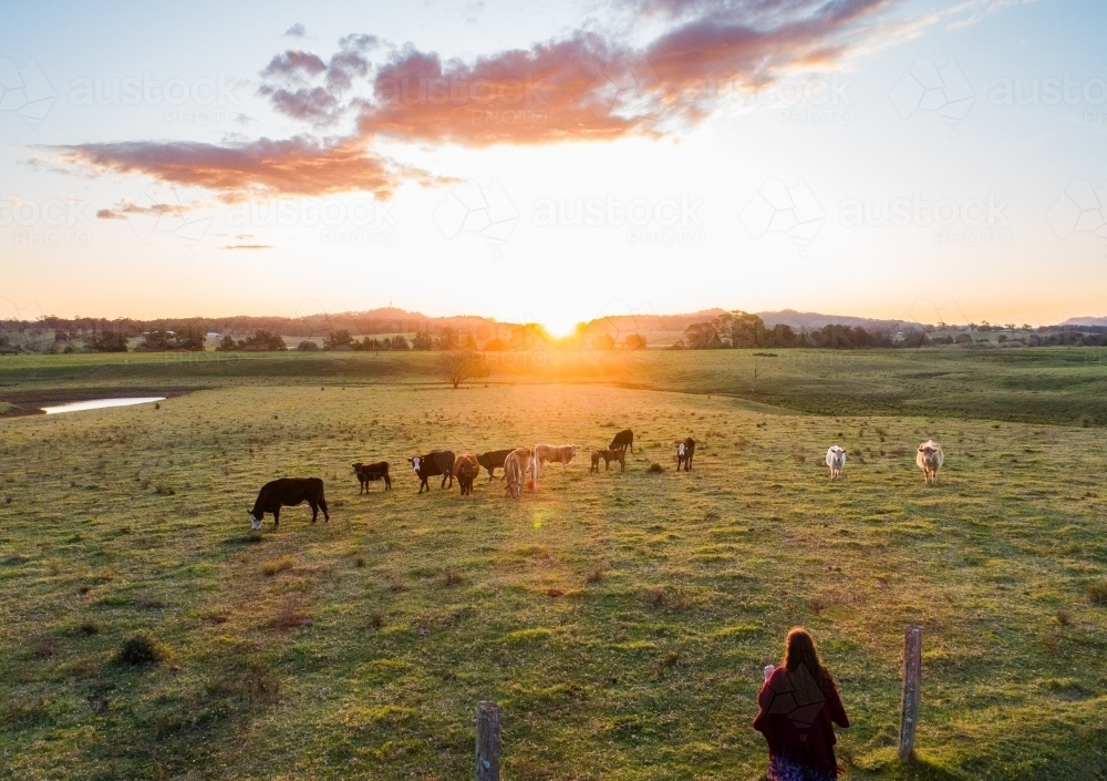Image of Herd of beef cattle with calves in farm paddock at sunset with ...