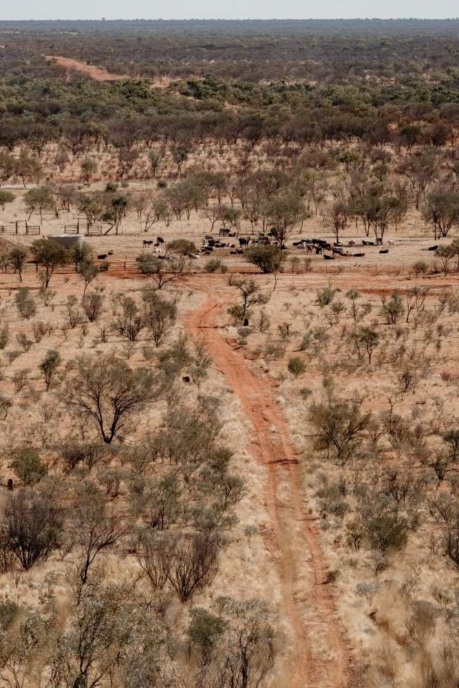 Image of Herd of cows in dry shrubland. - Austockphoto