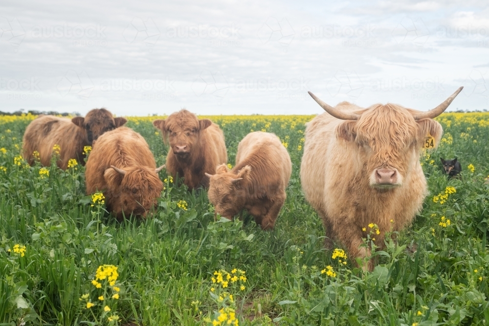 Image of Herd of highland cows eating in pasture with yellow flowers ...