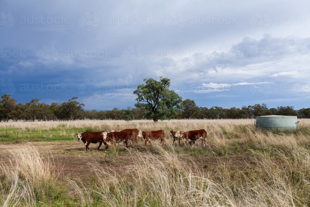 Image of Hereford cattle in farm paddock with water tank and sky of ...