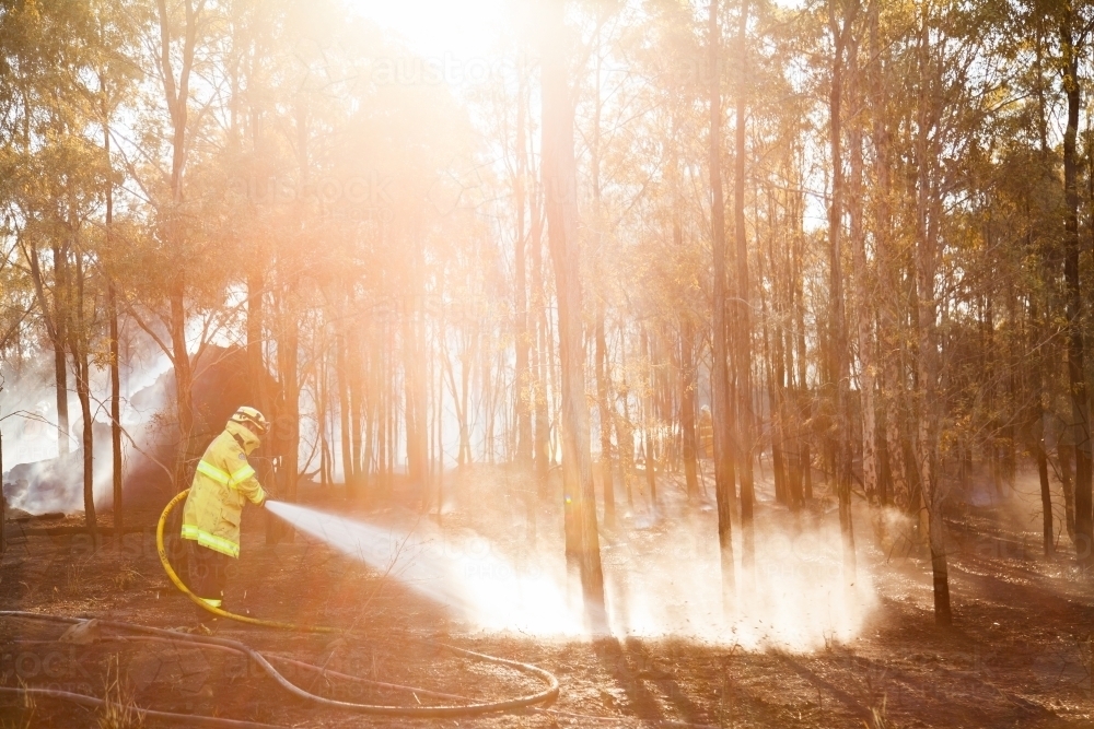 Image of Heroic firefighter hosing out flames to contain bushfire ...
