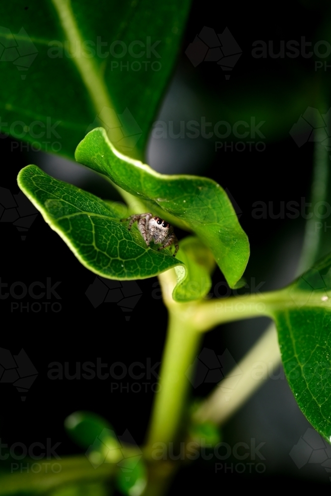 Image of Hiding Jumping Spider between Two Leaves - Austockphoto