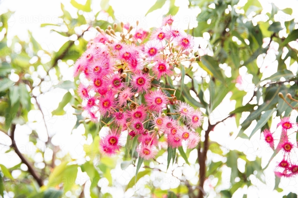 Image of high key photo of a cluster of pink gum blossoms - Austockphoto