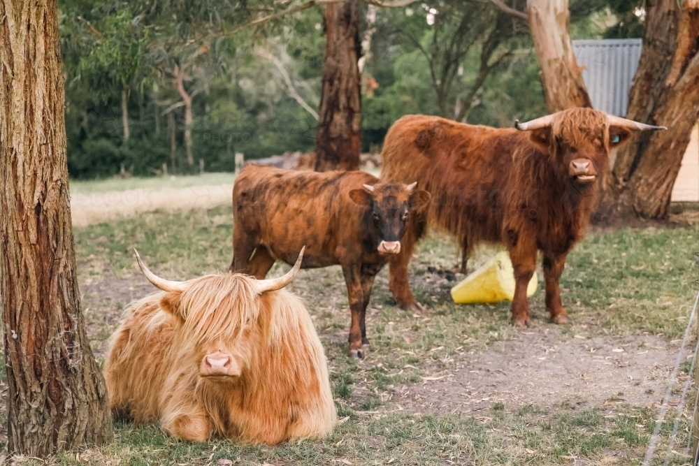 Image of Highland cows relaxing in field - Austockphoto