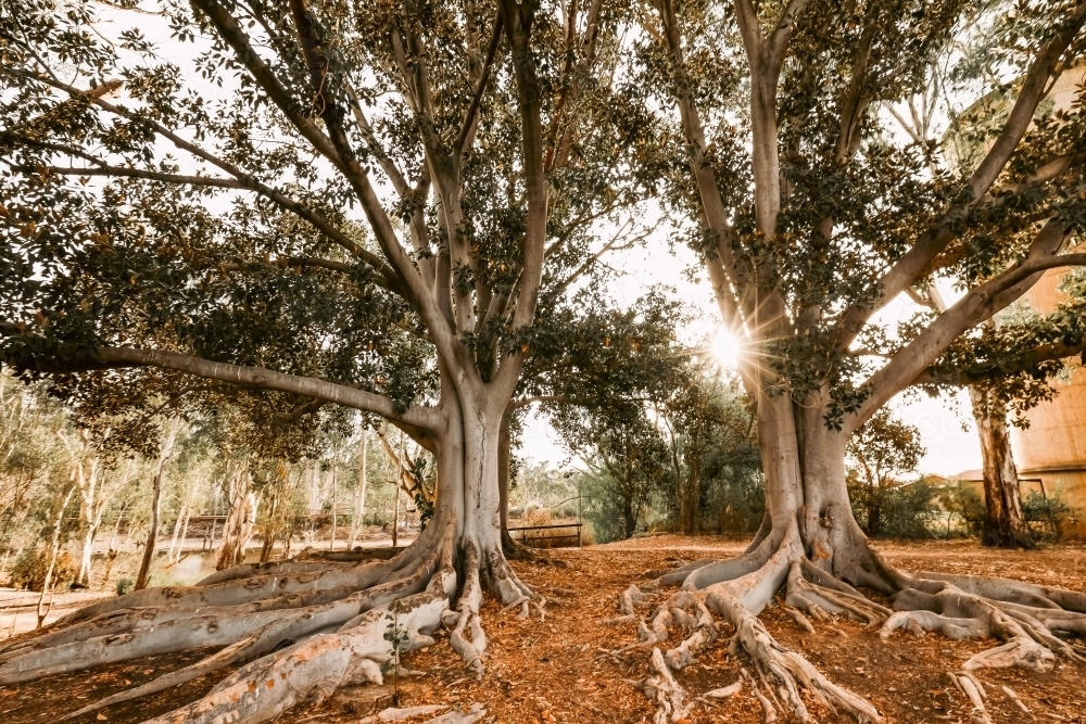 Image of Historic fig trees with sunburst at Moama, NSW Australia ...