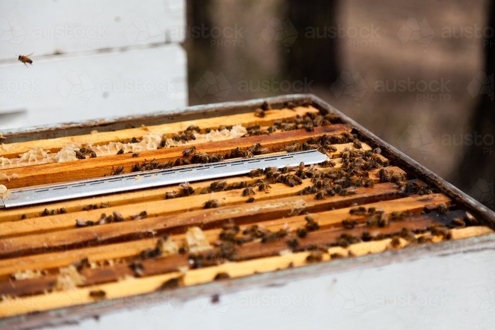 Image of Hive beetle trap on beehive for controlling pests for good ...