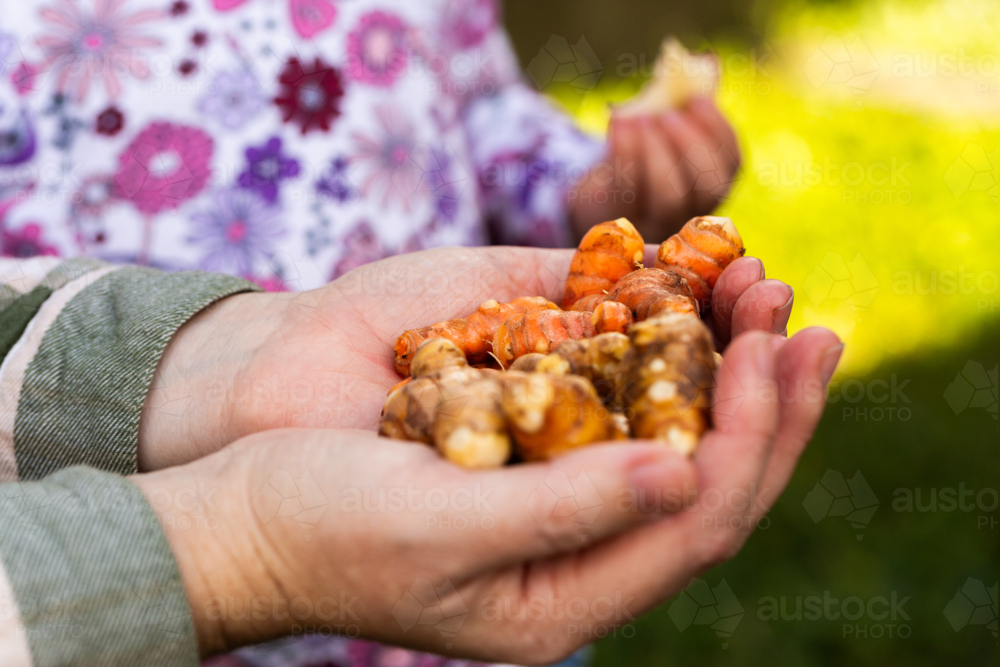 Image of Home grown turmeric plant rhizomes in womans hands - Austockphoto