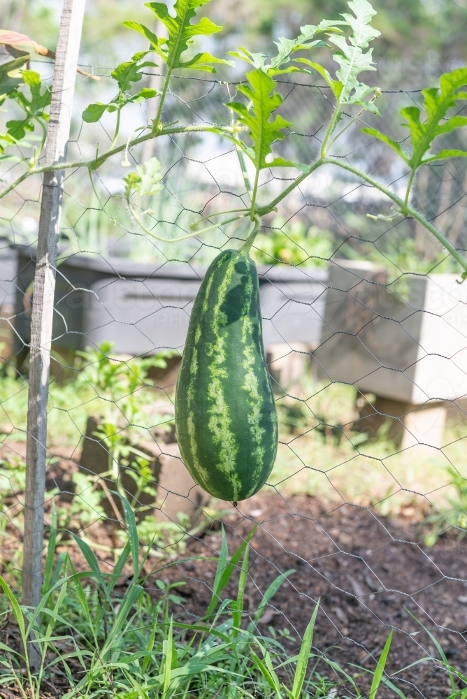 Image of Homegrown Watermelon - Austockphoto