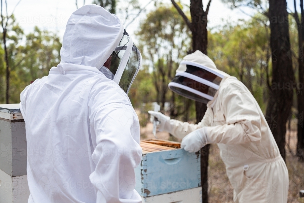 Image of Honey farmers in beekeeping suits harvesting beehives ...