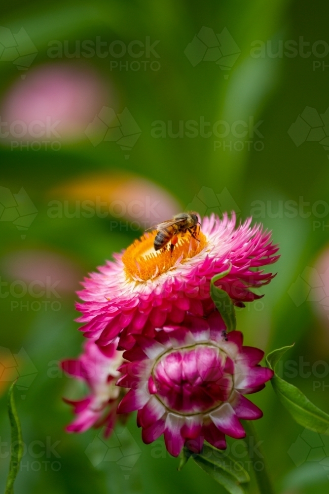 Image of Honeybee and everlasting daisy wildflowers close-up ...