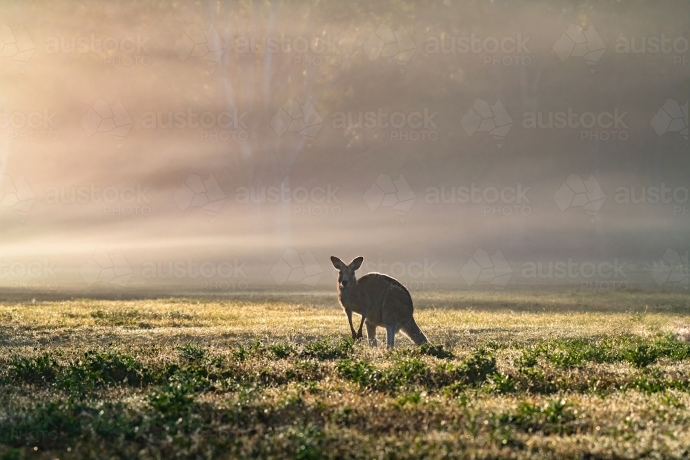Image of Horizontal shot of a kangaroo in a grassland - Austockphoto