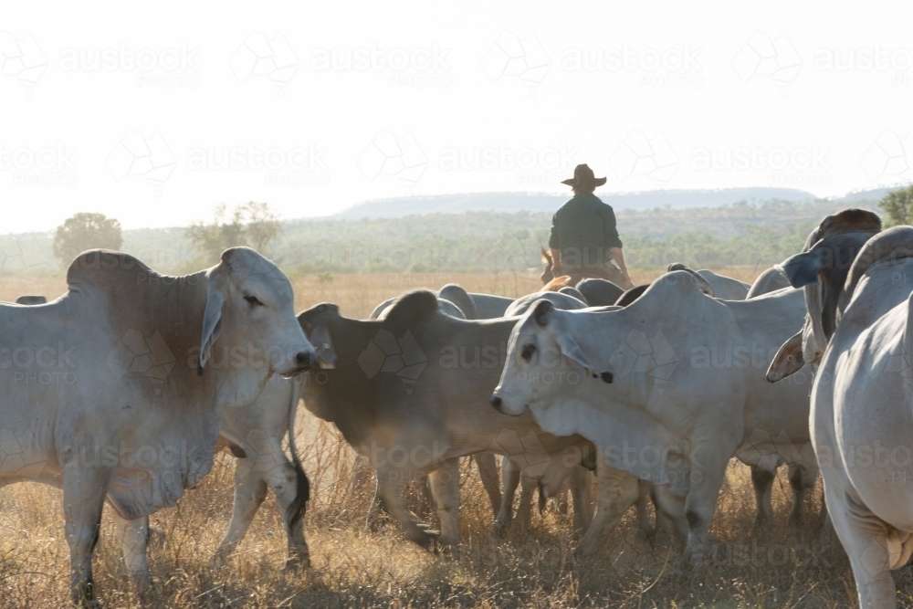 Image of Horizontal shot of a man on horse mustering cattle - Austockphoto