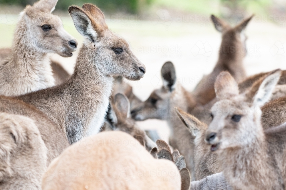 Image of Horizontal shot of group of eastern gray kangaroos - Austockphoto