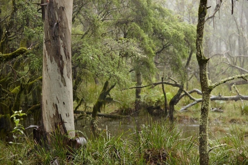 Image of Horizontal shot of rainforest - Austockphoto