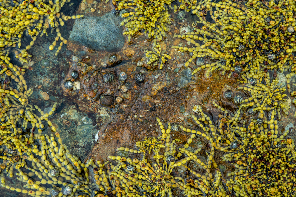 Image of Hormosira banksii, known as Neptune's necklace, Neptune's ...