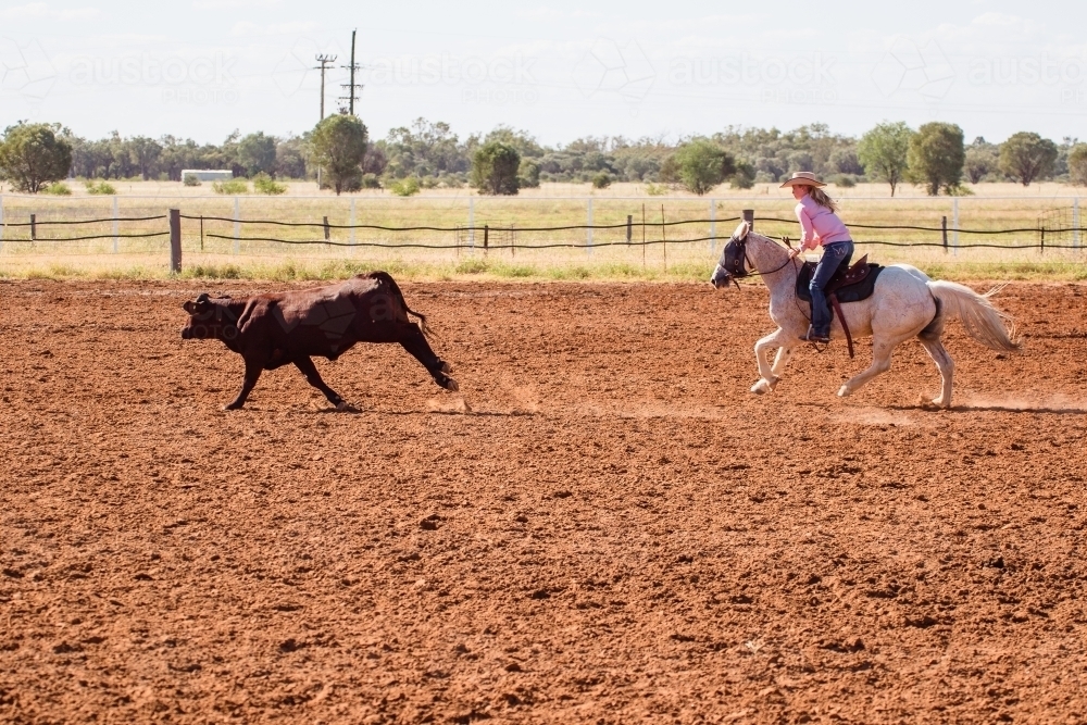 Image of Horse and rider chasing cow - Austockphoto
