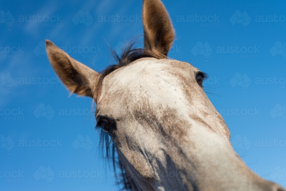 Image of horse face - Austockphoto