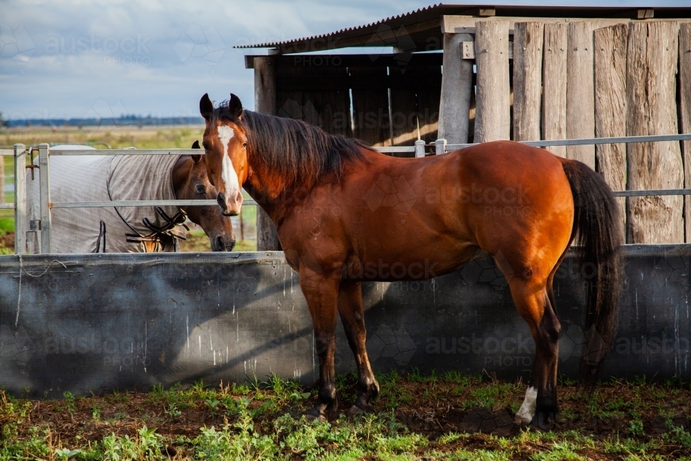 Image of Horse in round yard with other horse friend in paddock ...