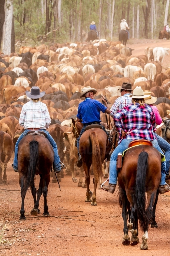 Image of Horse riders mustering a large mob of cattle. - Austockphoto