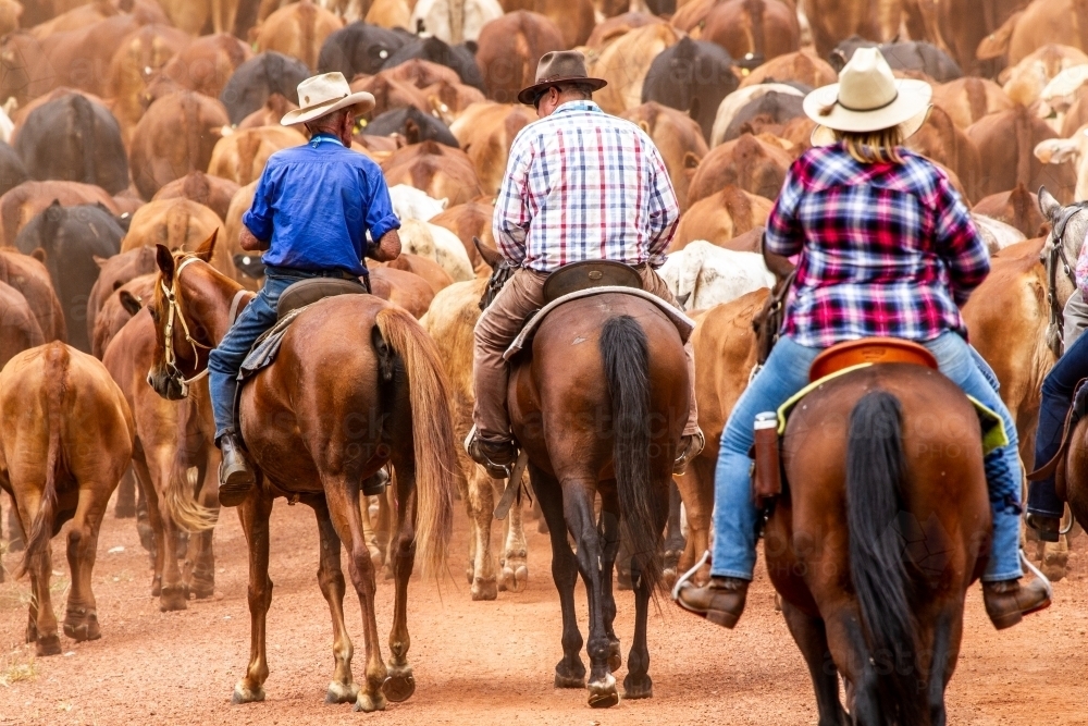 Image of Horse riders mustering a large mob of cattle. - Austockphoto