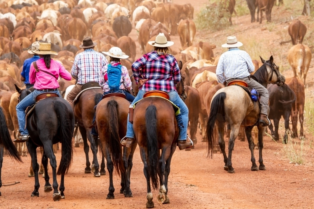 Image of Horse riders mustering a large mob of cattle. - Austockphoto