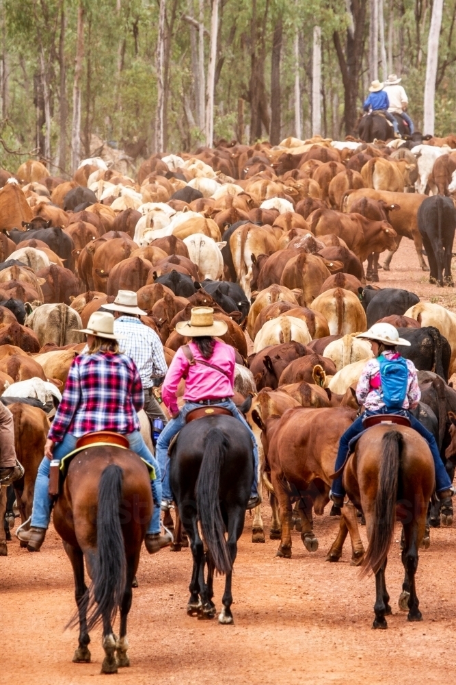 Image of Horse riders mustering a large mob of cattle. - Austockphoto