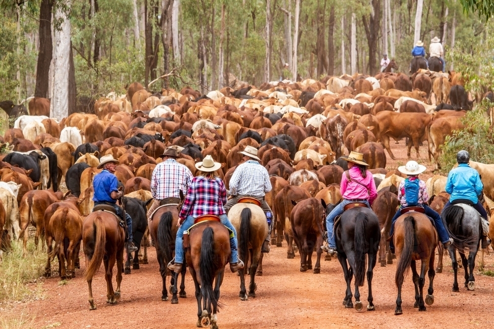 Image of Horse riders mustering a large mob of cattle. - Austockphoto