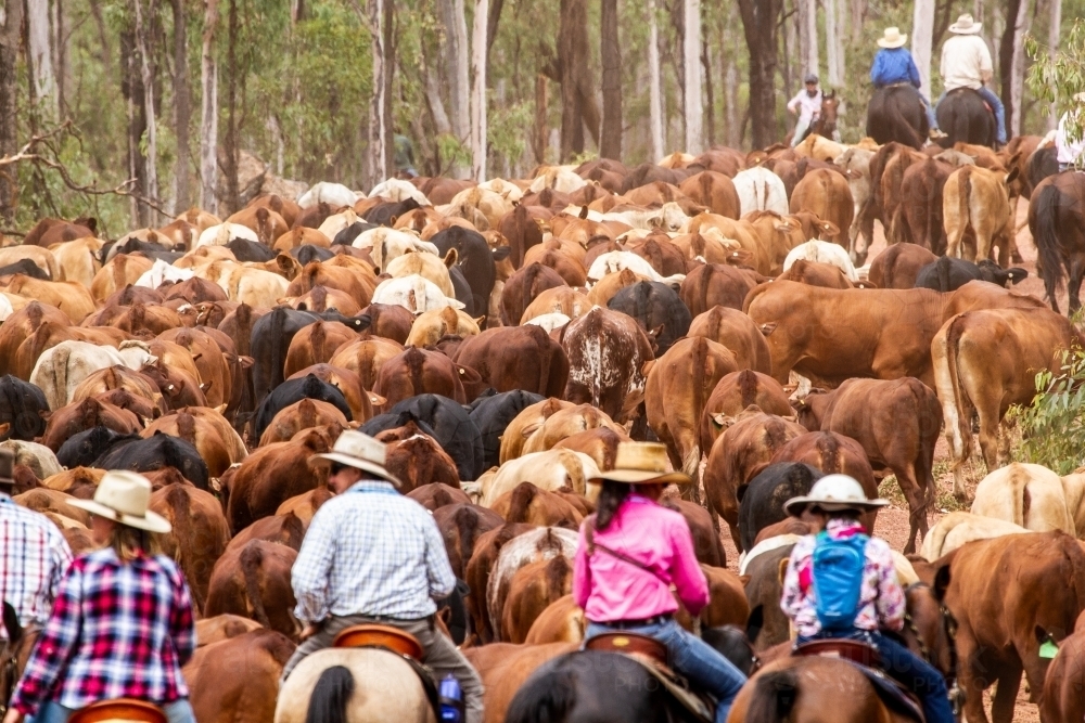 Image of Horse riders mustering a large mob of cattle. - Austockphoto