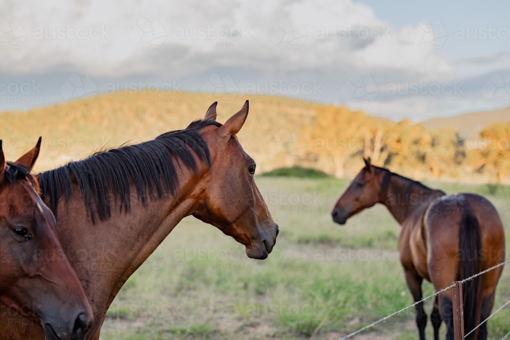 Image of Horses gathering together at fence line on rural property ...