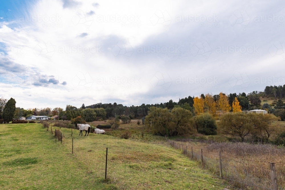 Image of Horses in paddock in Autumn at Uralla in the New South Wales ...