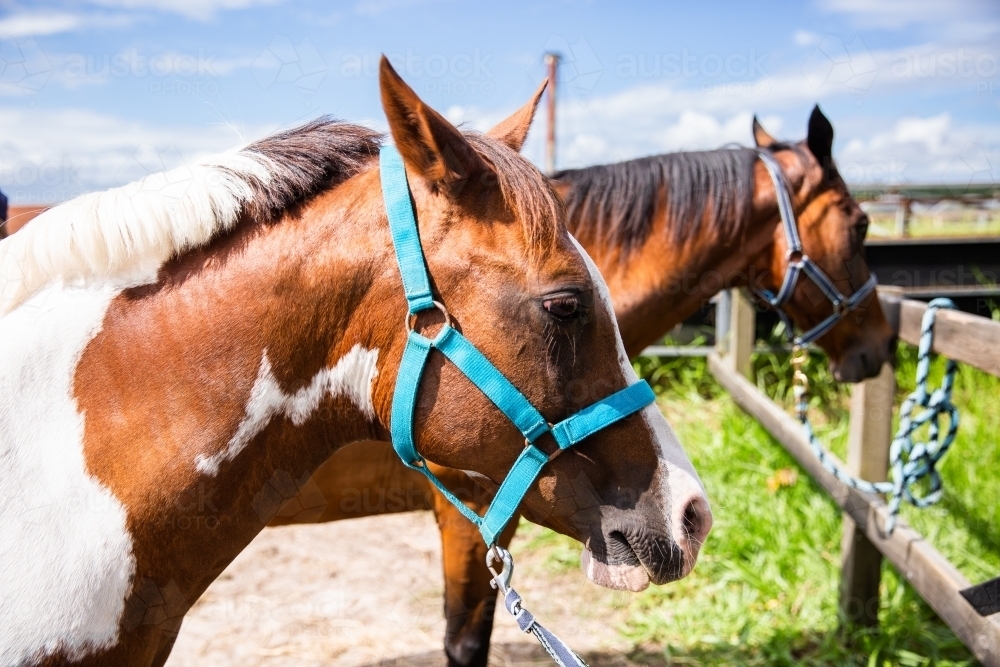 Image of horses tied up to a fence with halters and lead ropes ...