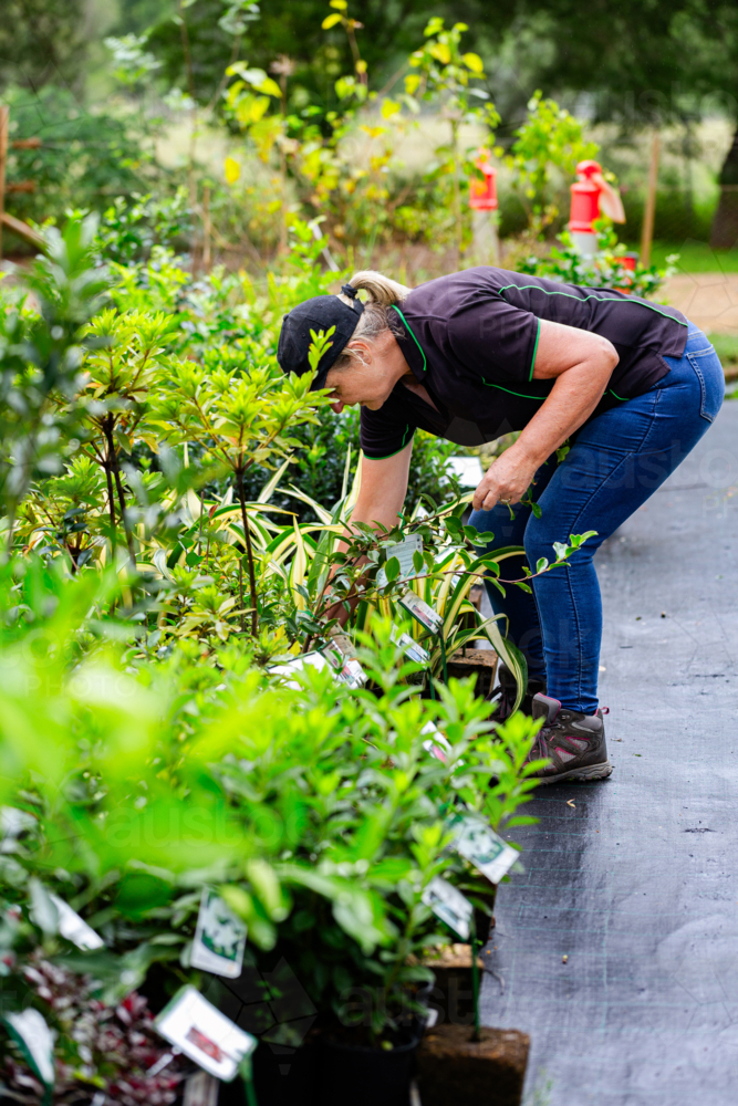 Image of Horticulturalist small business owner woman working in nursery ...