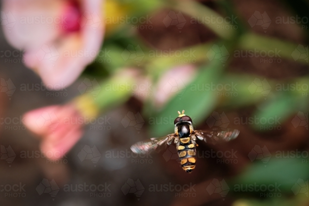 Image of Hover Fly in Flight over Pink Flowers - Austockphoto
