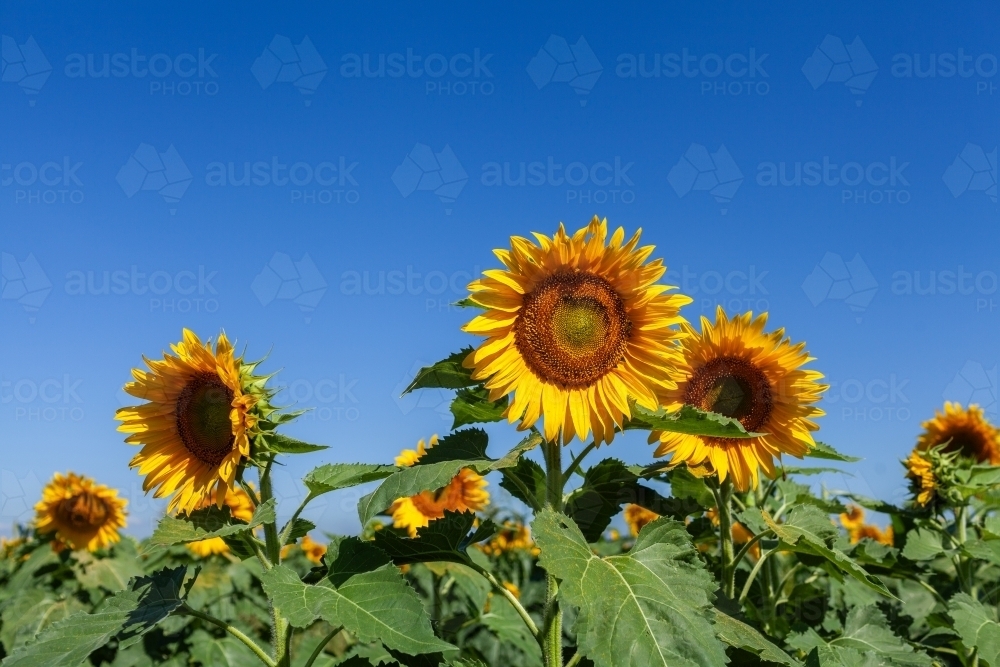 Image of Huge bright yellow sunflowers on farm with pollen falling on ...