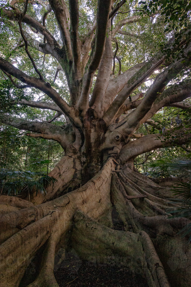 Image of Huge ficus tree with thick trunk and branches - Austockphoto