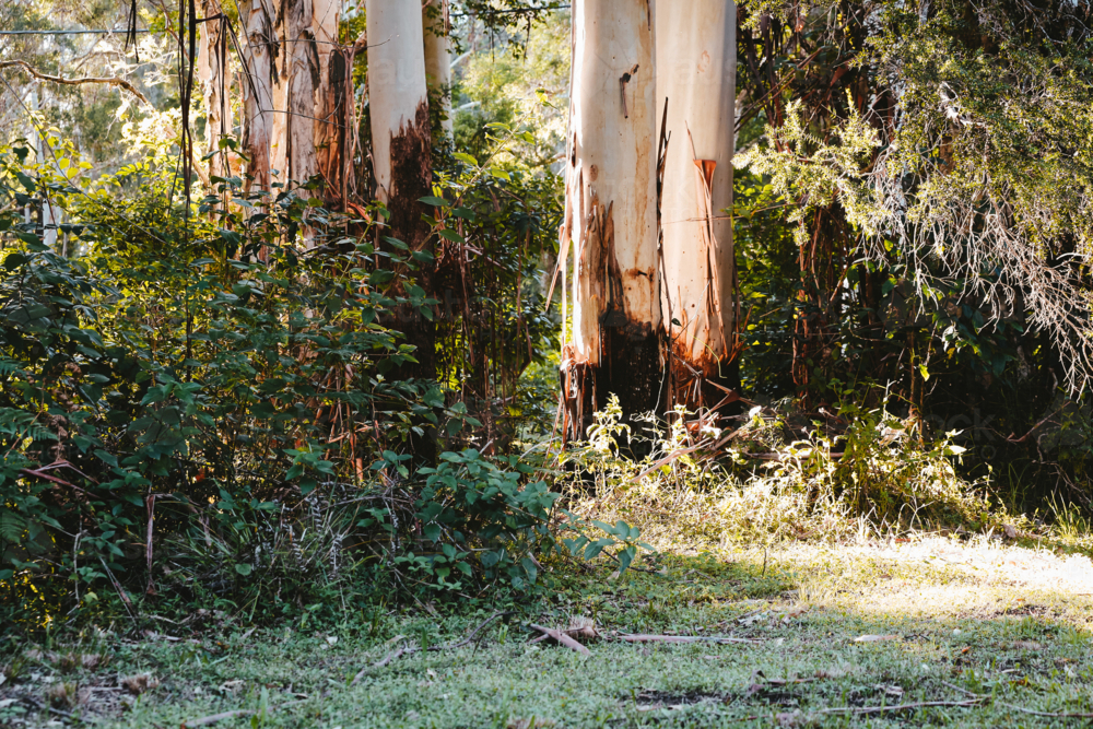Image of Huge gum tree trunks of eucalyptus trees in Australian ...