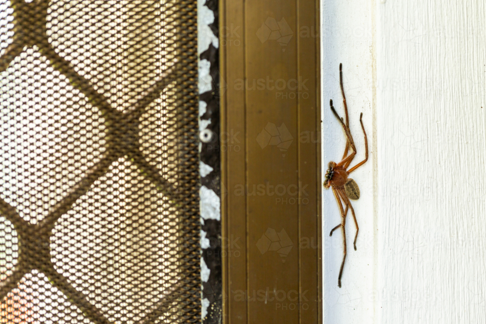 Image of huge huntsman (Delena cancerides) spider sitting in frame of ...