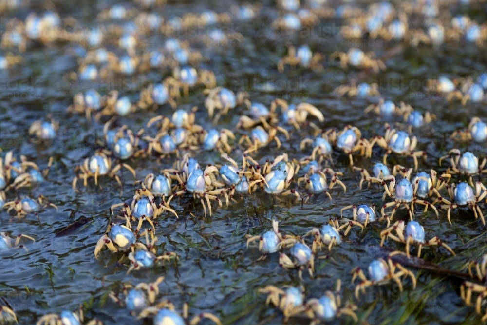 Image of Hundreds of crabs in the shallow waters at the beach ...