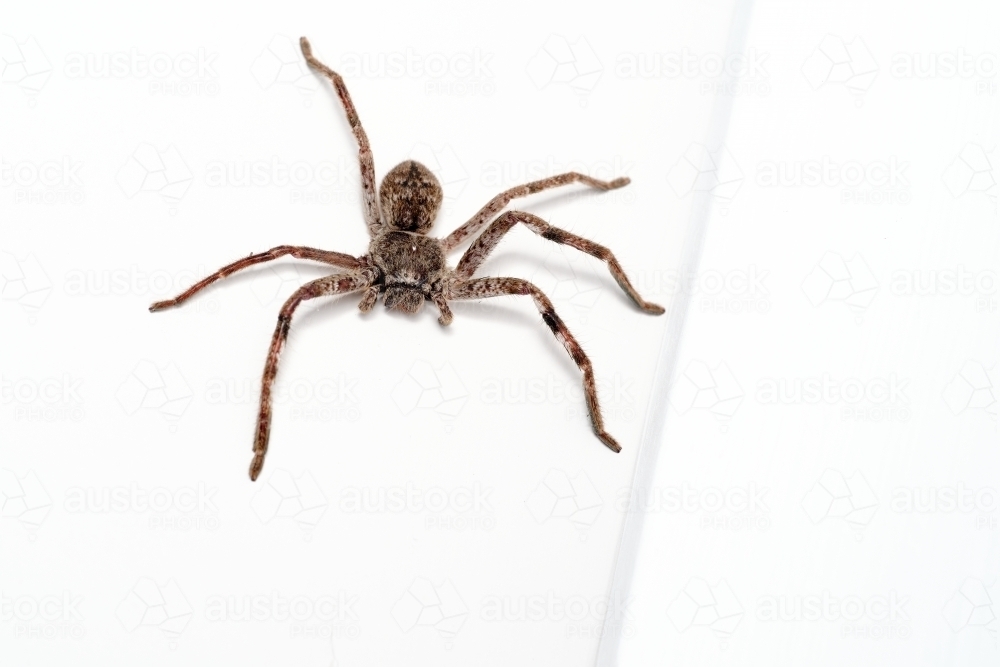 Image of Huntsman on a wall - Austockphoto