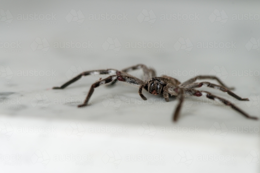 Image of huntsman spider on a kitchen benchtop - Austockphoto