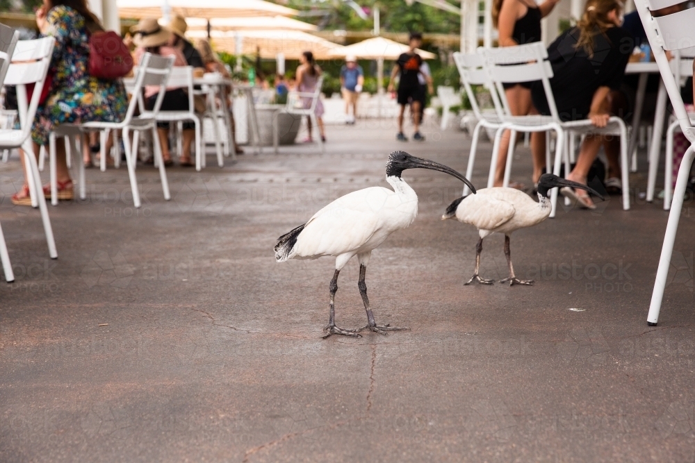 Image of ibis walking between cafe tables at southbank - Austockphoto