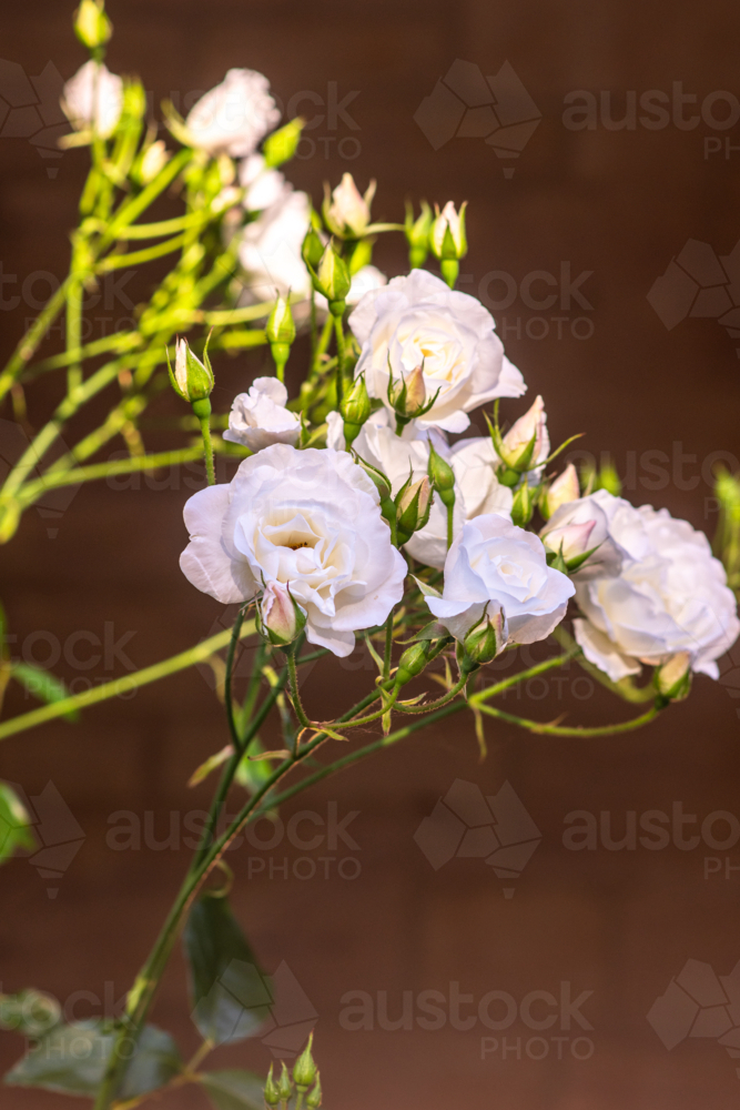 Image of iceberg roses, white - Austockphoto