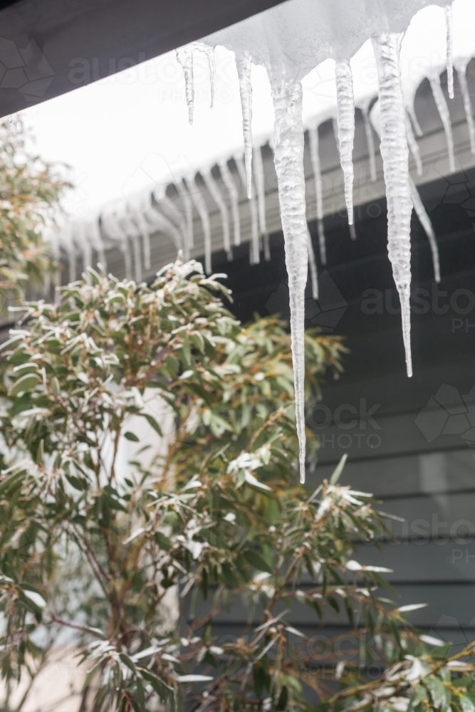 Image of icicles and gum leaves - Austockphoto