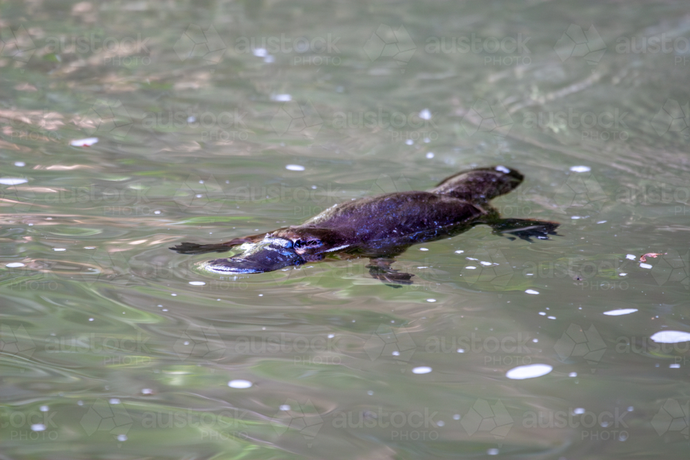 Image of Iconic wild platypus (Ornithorhynchus anatinus) in Queensland ...