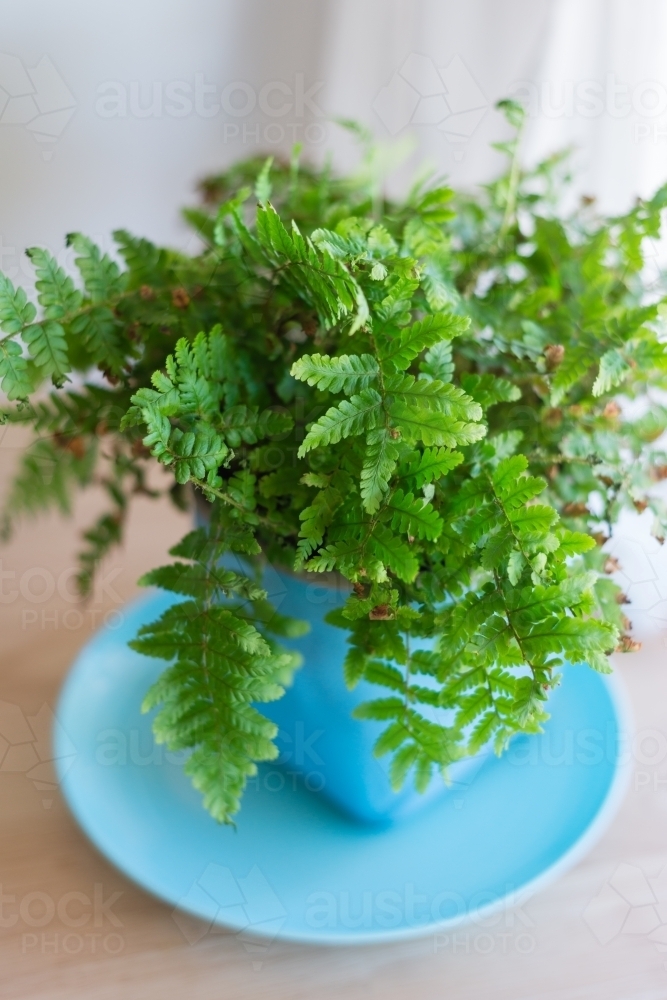 Image of indoor potted fern plant in blue pot - Austockphoto