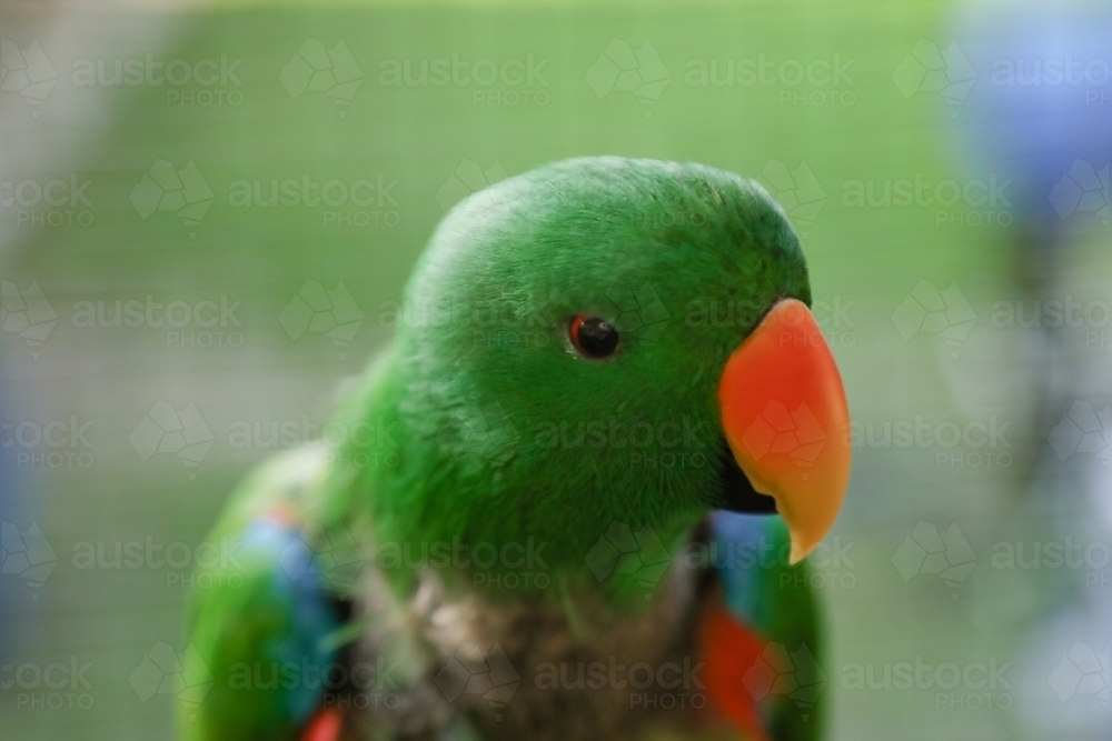 Image of Inquisitive male green Eclectus Parrot sitting on perch in ...