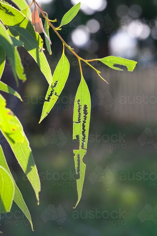 Image of insect damaged gum leaves hanging in the backyard - Austockphoto