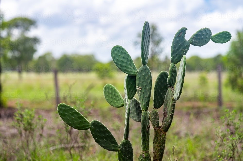 Image of Invasive cactus amongst tall green grazing grass - Austockphoto